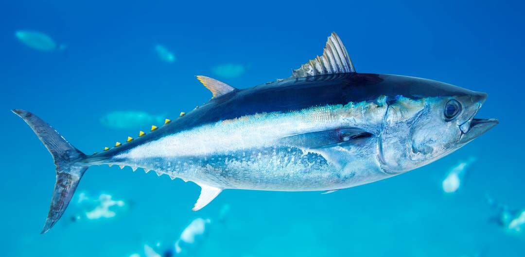 how to draw tuna fish