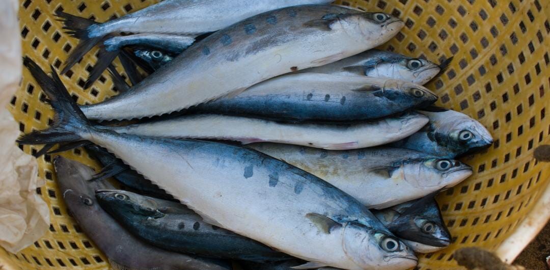 how to cook queen fish