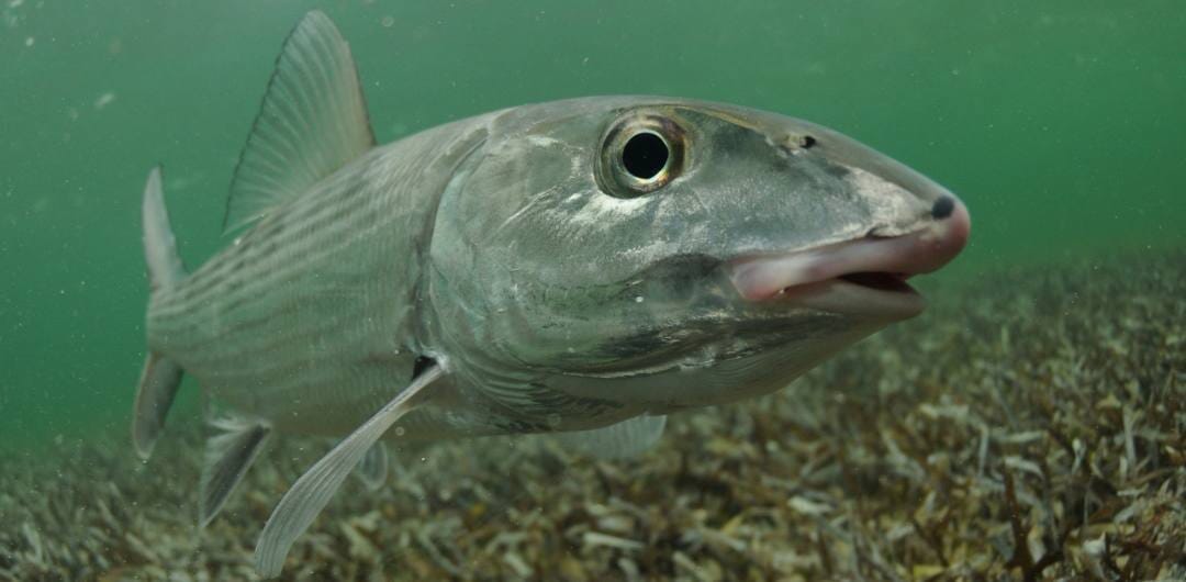 Bonefish - [Extensive Aussie Fishing Guide] | Koala Outdoor
