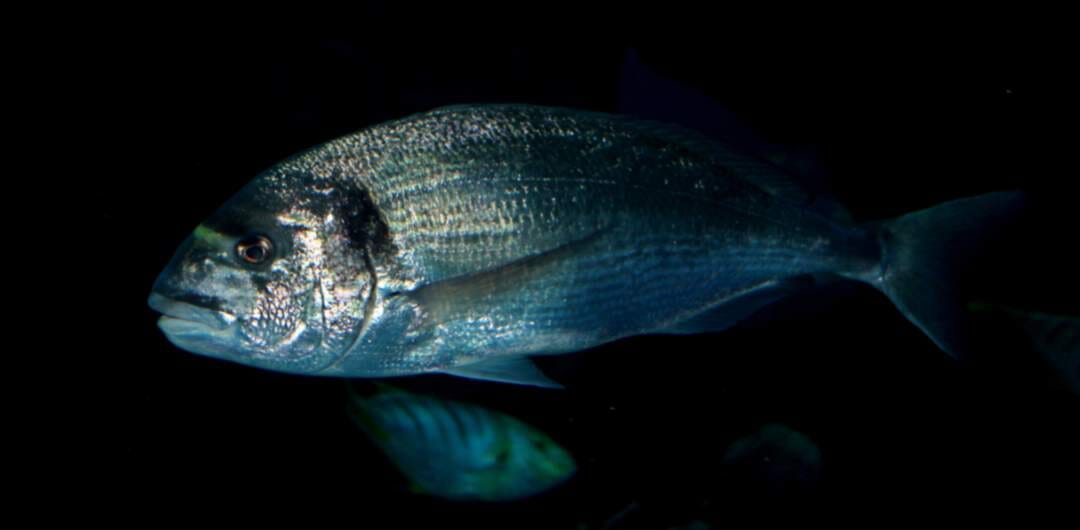 Bream Fish 101: Tips and Tricks for Catching Bream | Koala Outdoor