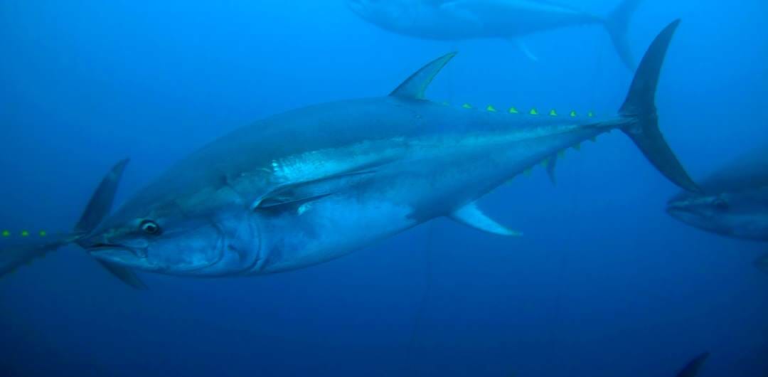 Kingfish Fishing: The All-In Beginners Guide | Koala Outdoor