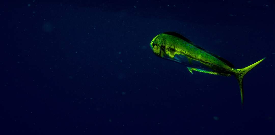 Mahi Mahi Fish Fishing Guide [2023 Update] | Koala Outdoor