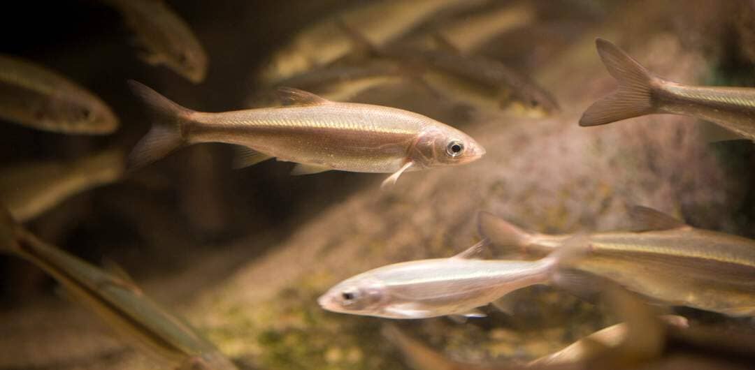 Minnow Types: Your Guide to Catching Minnow | Koala Outdoor