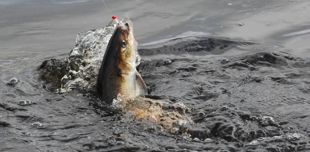 The Ultimate Guide to Catching Shad Fish | Koala Outdoor