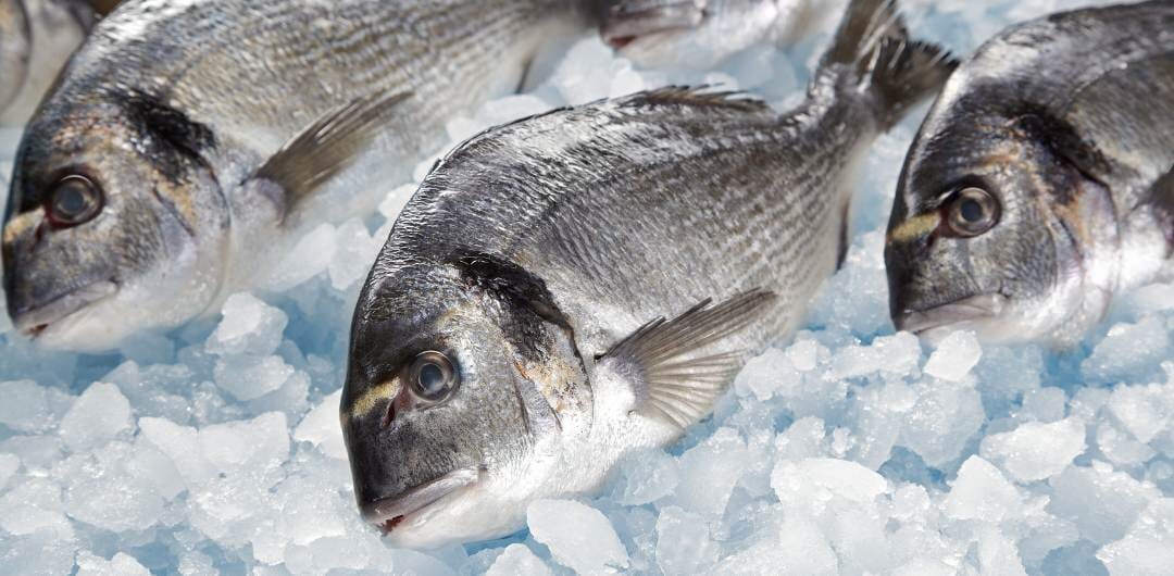 Sea Bass Fishing Top Tips for Australia [2023] | Koala Outdoor