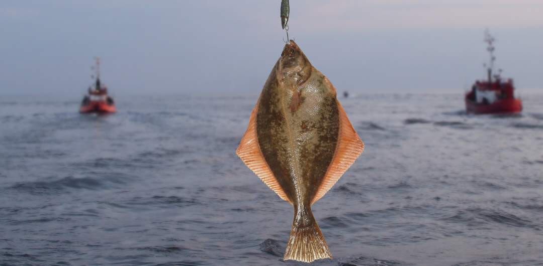 How to Fish for Flounder - Extensive Guide [2023] | Koala Outdoor