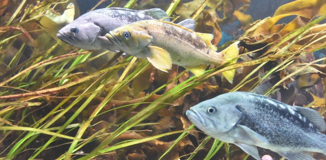 Australia Rock Fish Major Discovery About Weird Australian Fish: 'Huge