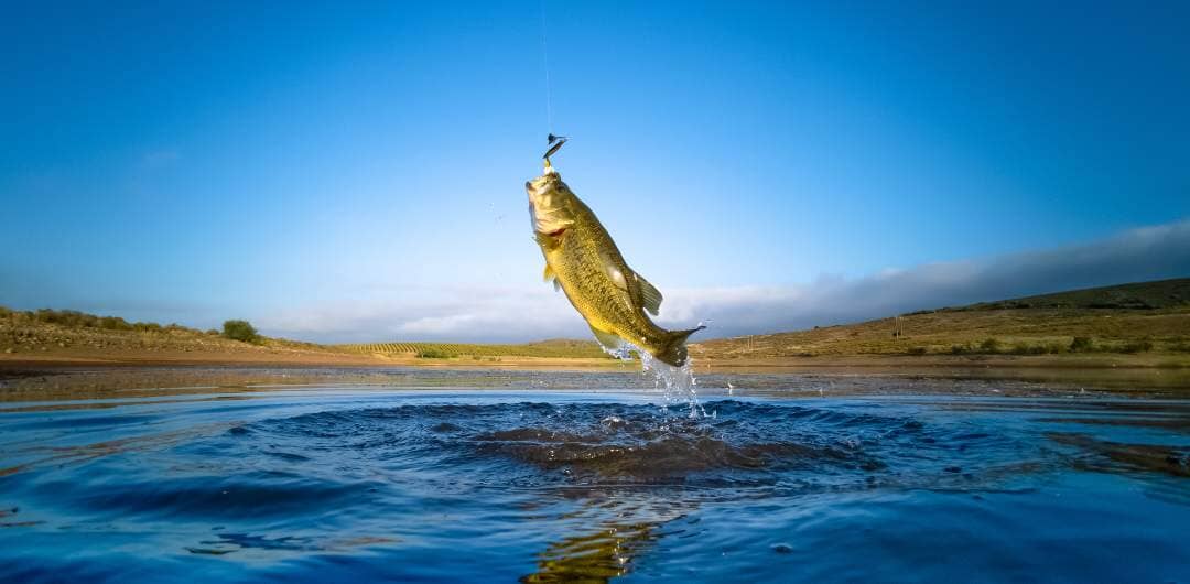 Bass Fishing: Extensive Aussie Guide [2023] | Koala Outdoor