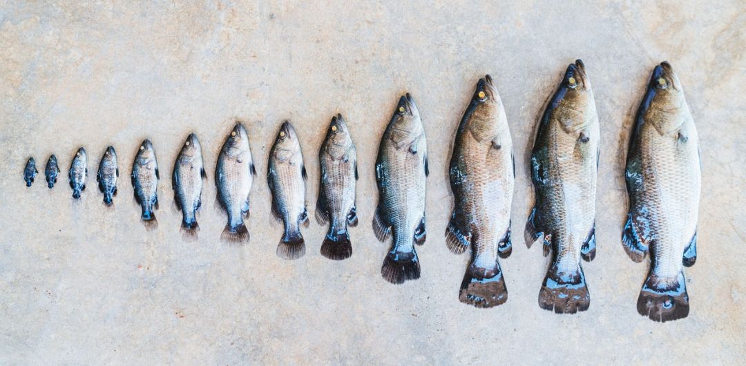 Barramundi Fishing Lures