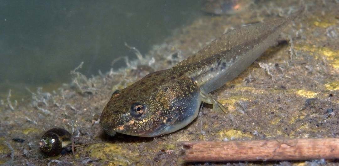 The Best Flathead Locations In Australia | Koala Outdoor