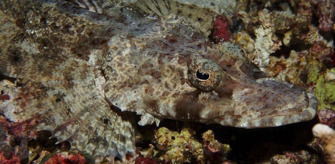 How to Catch Flathead and What Lures to Use! | Koala Outdoor