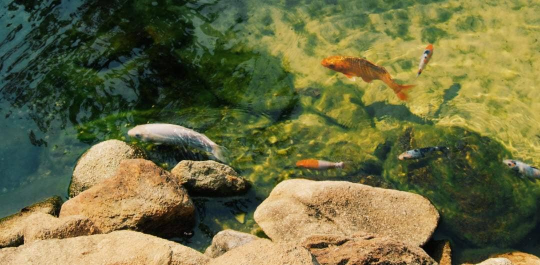 Best River Fishing Tips: An Extensive Guide | Koala Outdoor