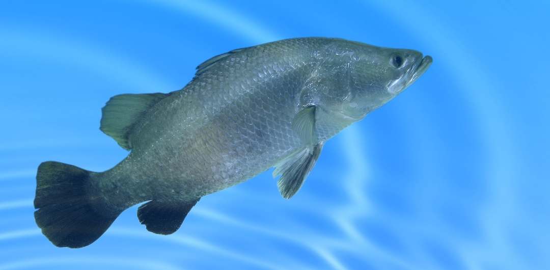 Barramundi Fish